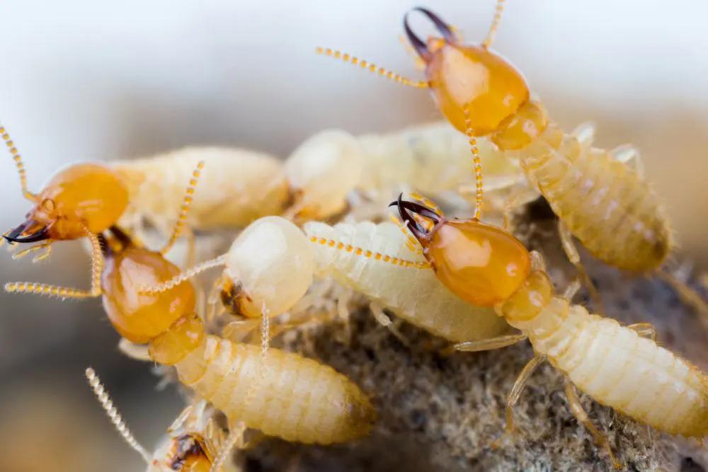 Termite Bois : Conseils pour Identifier, Prévenir et Éloigner ces Parasites